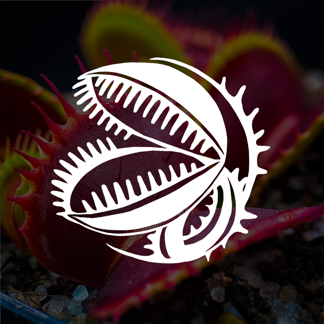 Dionaea Muscipula Kleopatra | PetersFlytraps.com