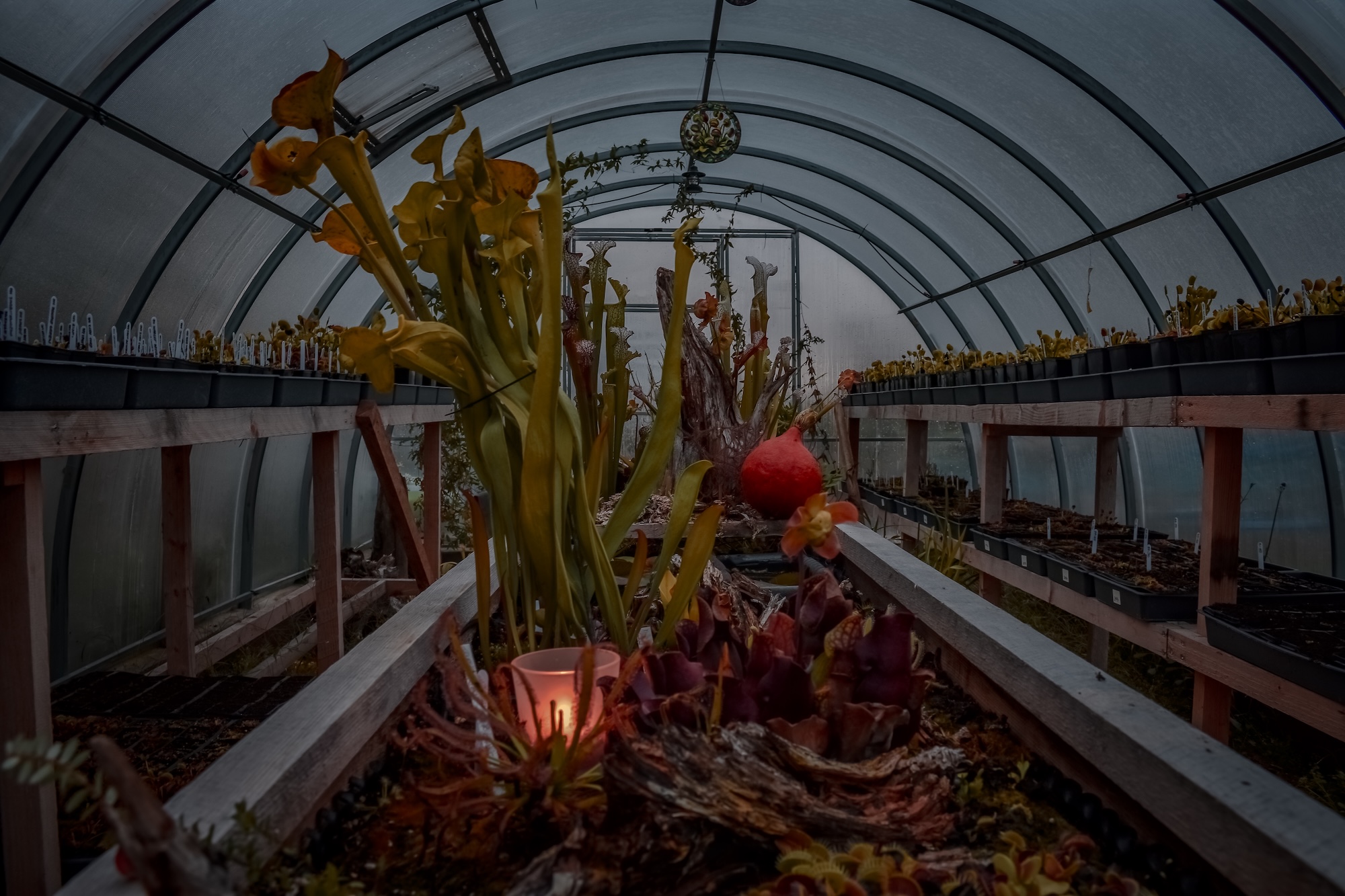 Your Guide to Venus Flytrap Care | Peter's Flytraps Garden