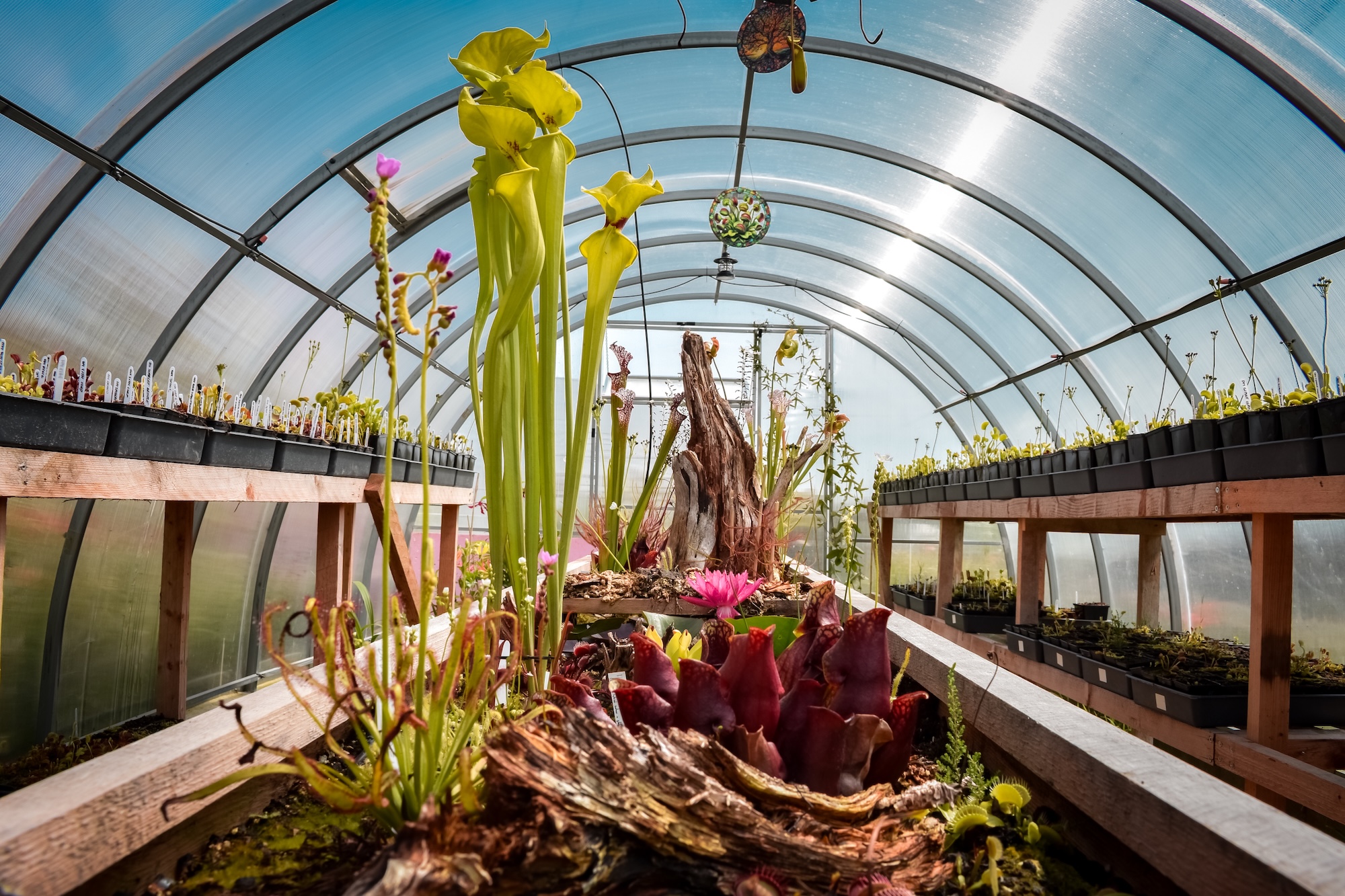 Your Guide to Venus Flytrap Care | Peter's Flytraps