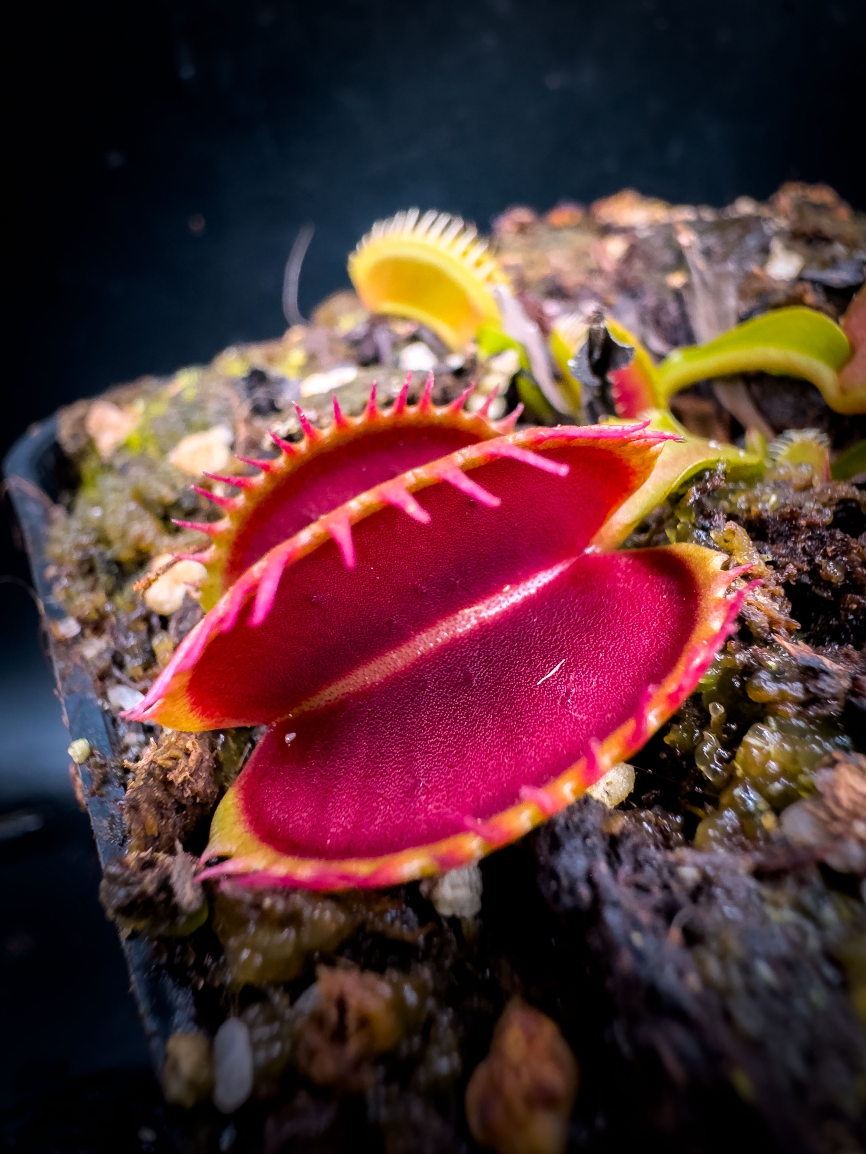 Dionaea Muscipula ARPC | PetersFlytraps.com