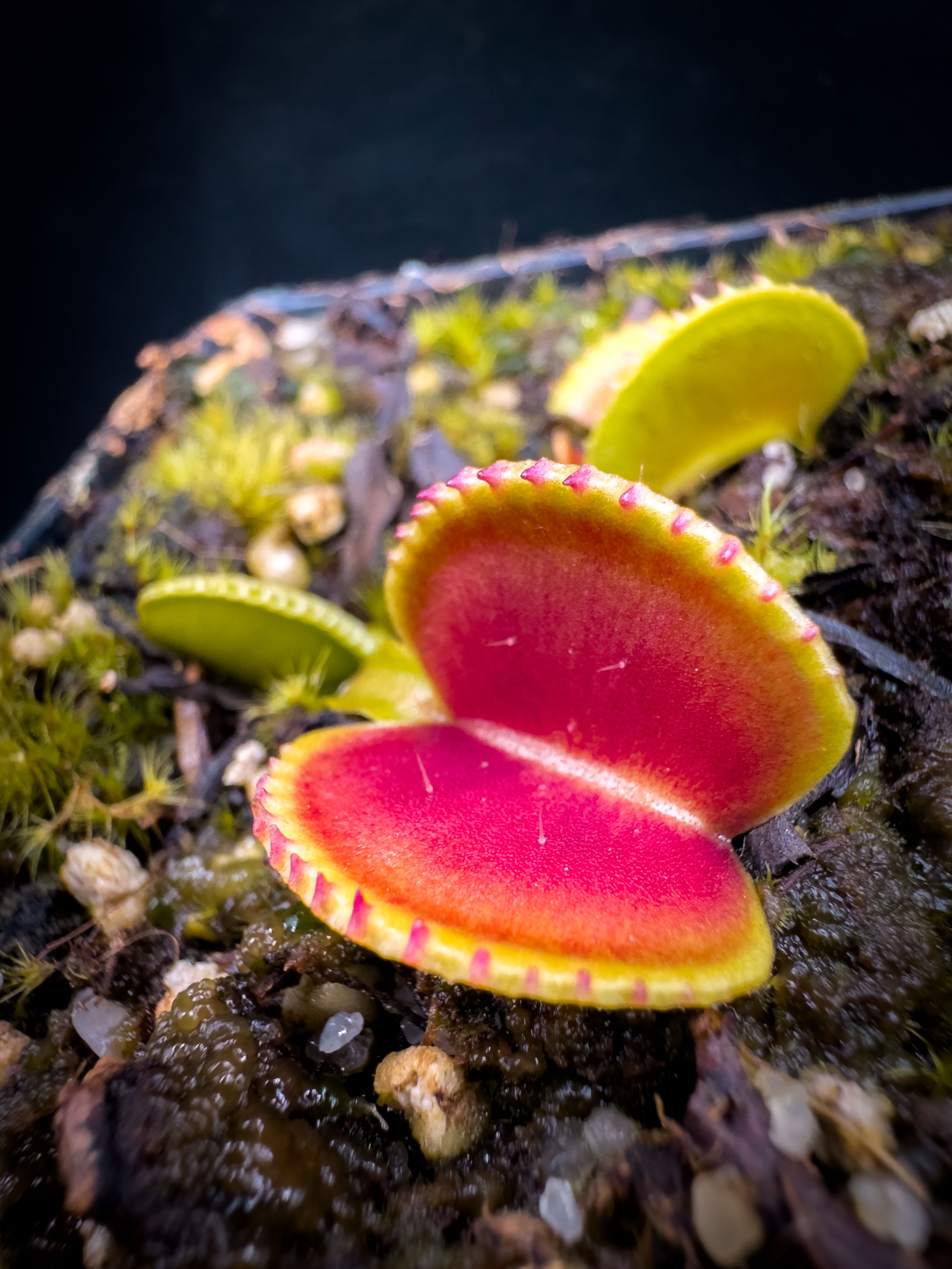 Dionaea Muscipula Diflora Wizard | PetersFlytraps.com
