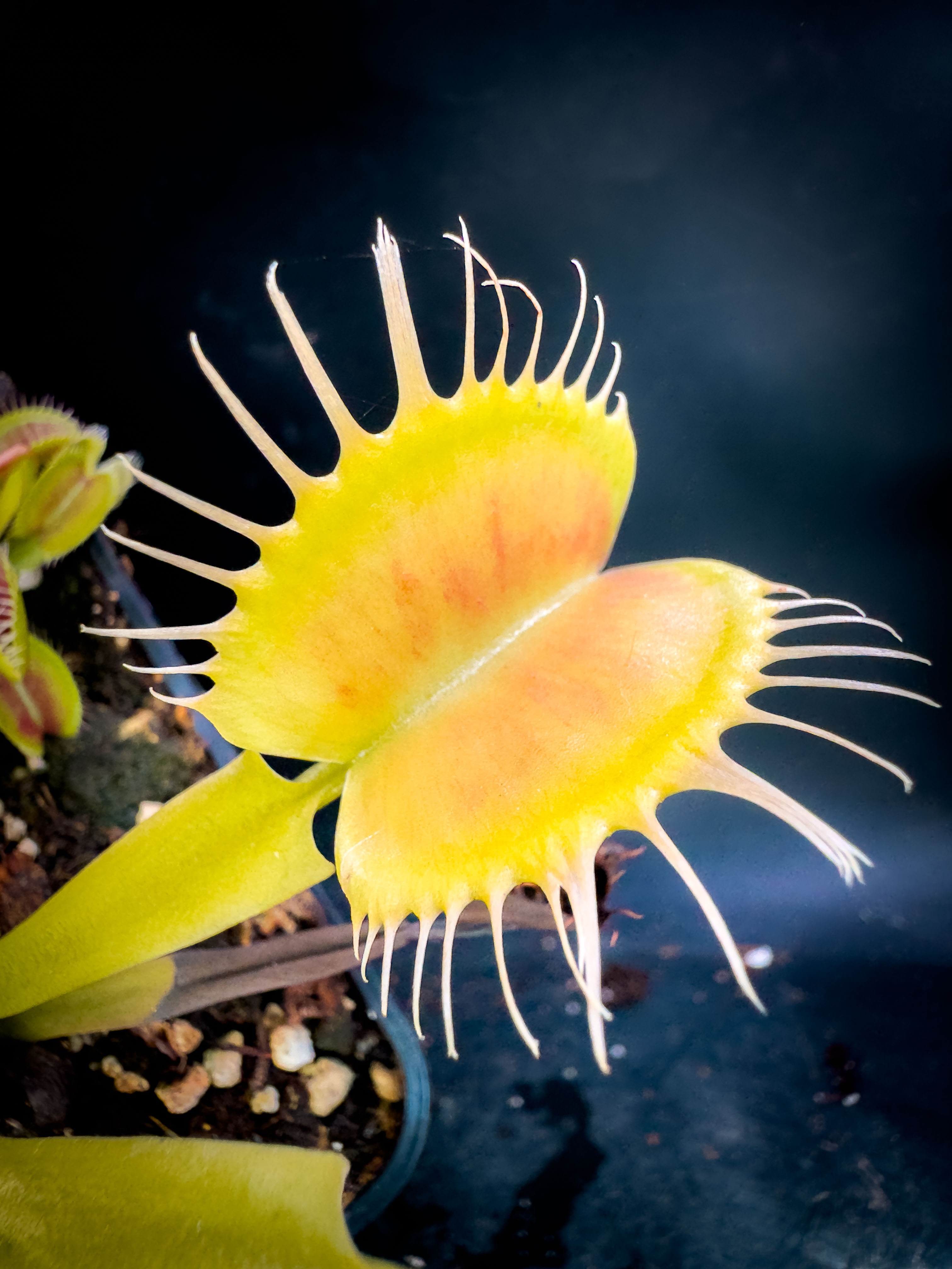 Dionaea Muscipula Dutch | PetersFlytraps.com