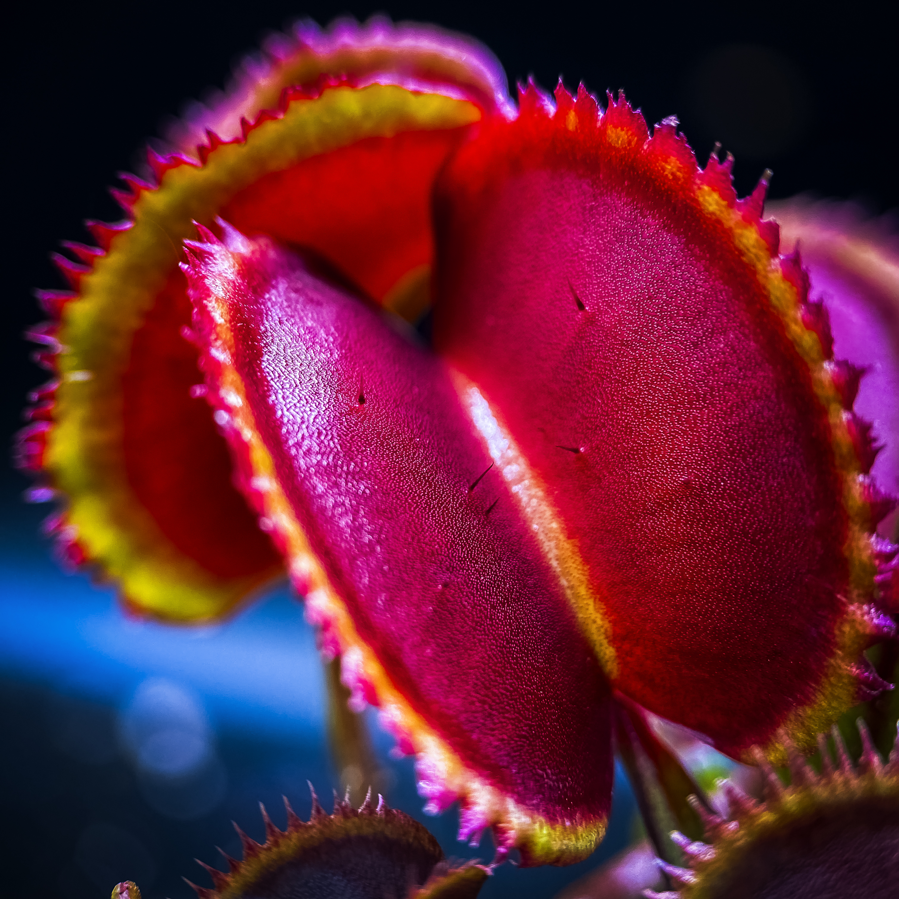 Dionaea Muscipula FTS Crimson Sawtooth | PetersFlytraps.com