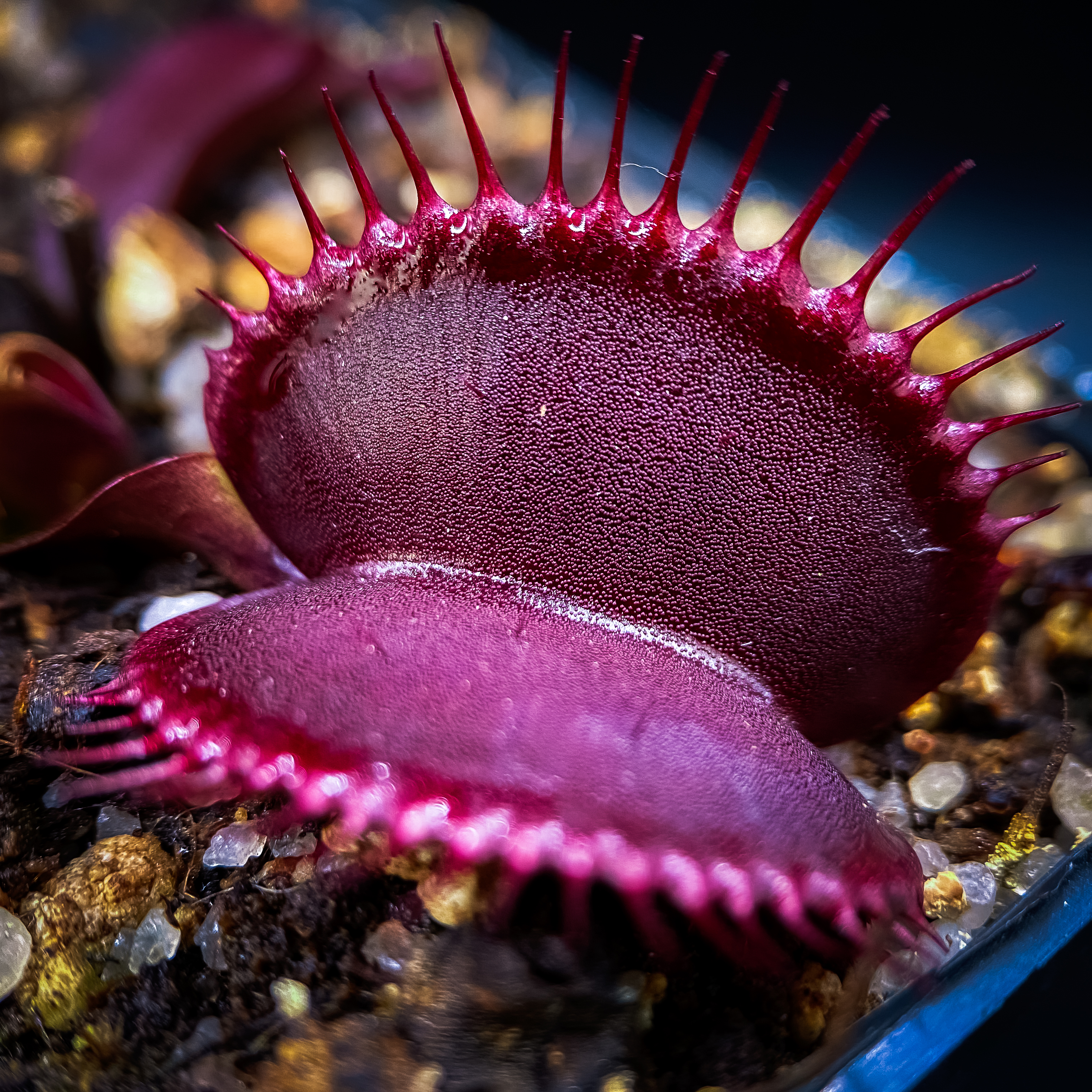 Dionaea Muscipula FTS Maroon Monster | PetersFlytraps.com
