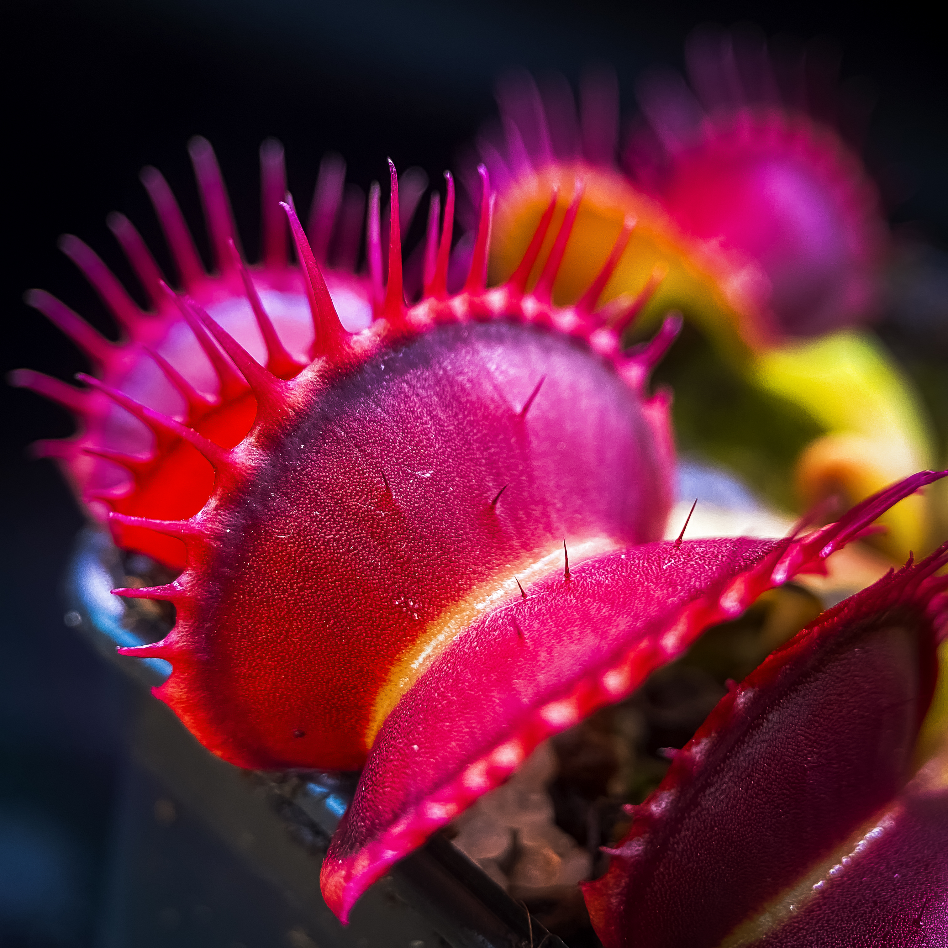 Dionaea Muscipula Gargoyle | PetersFlytraps.com
