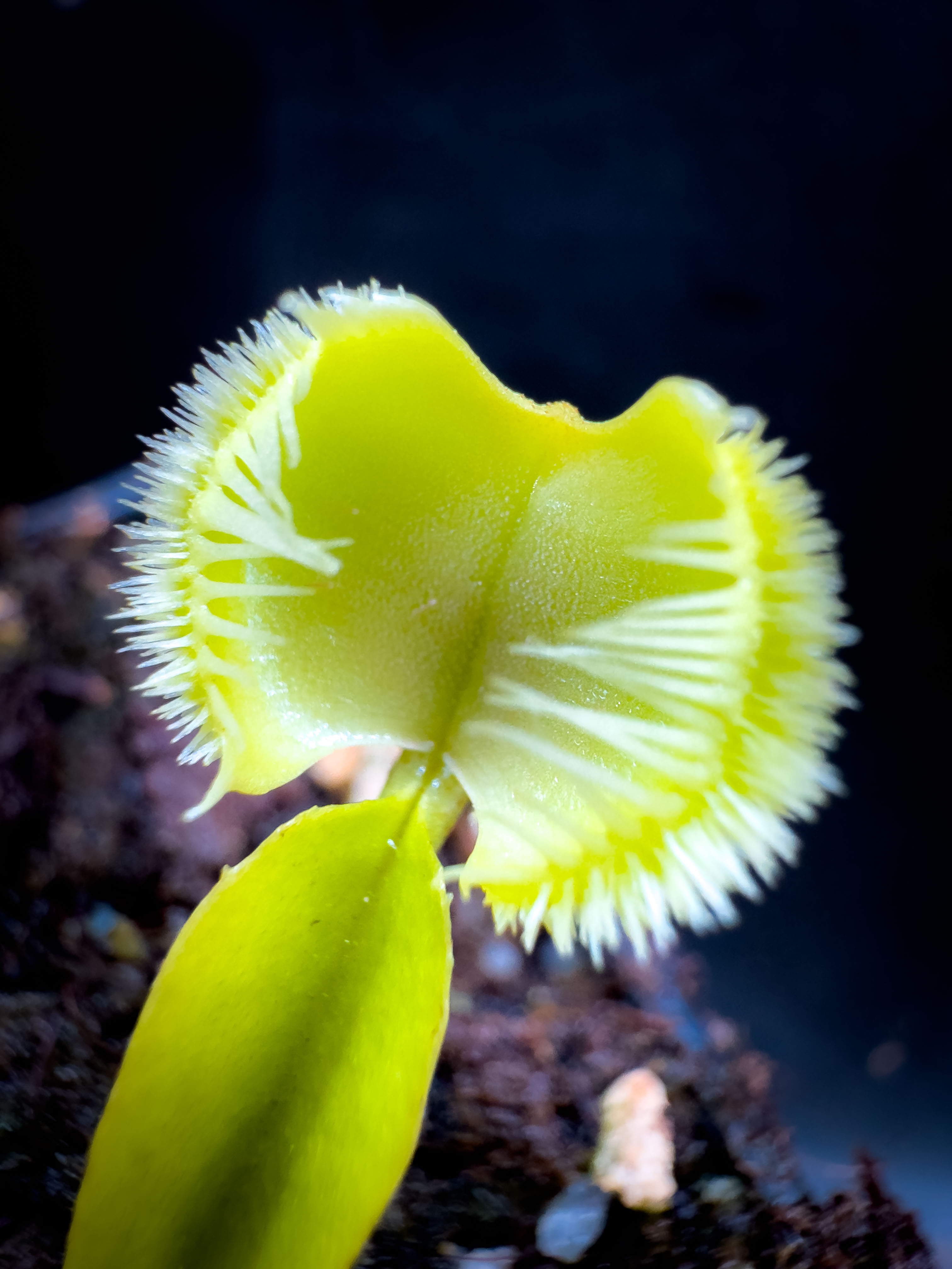 Dionaea Muscipula GJ Explosion | PetersFlytraps.com