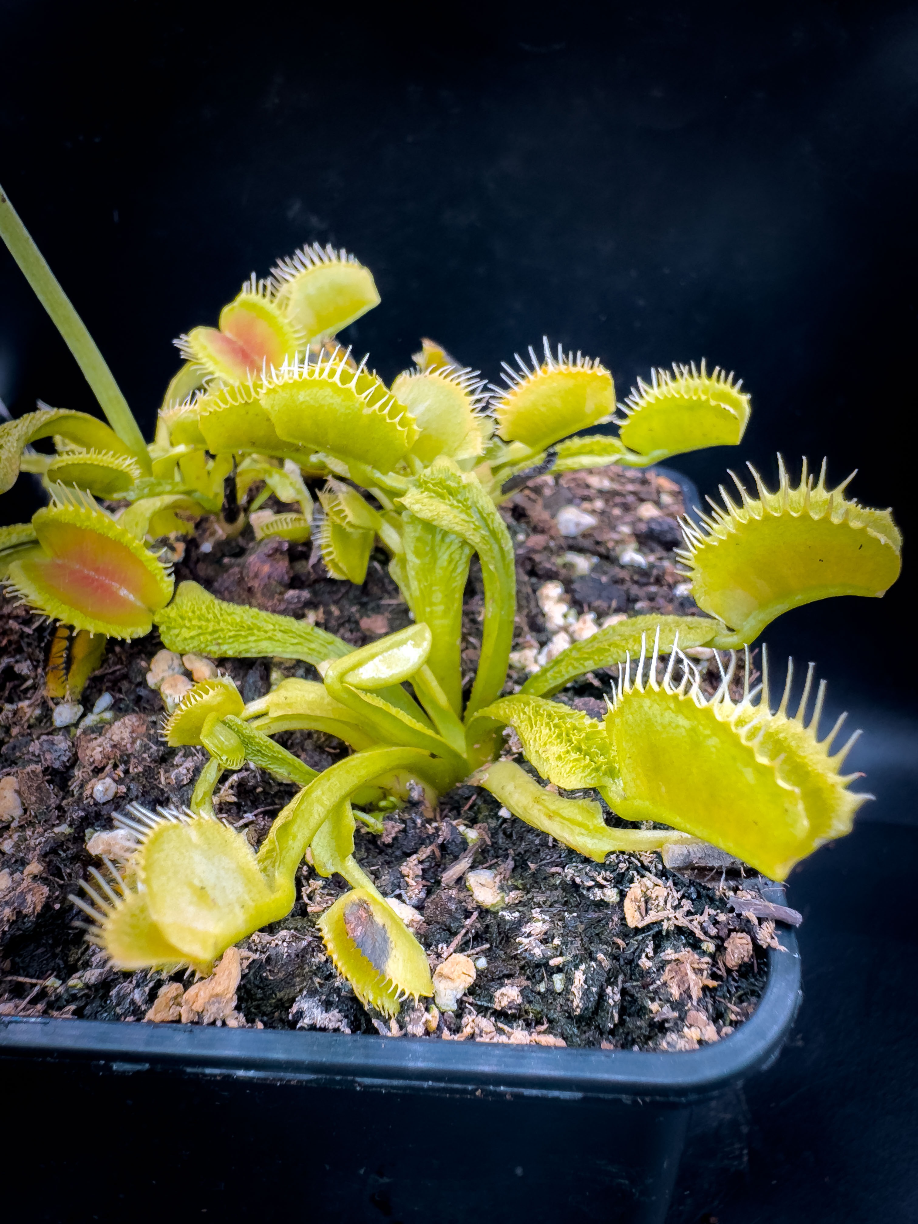 Dionaea Muscipula Shup Destruction | PetersFlytraps.com