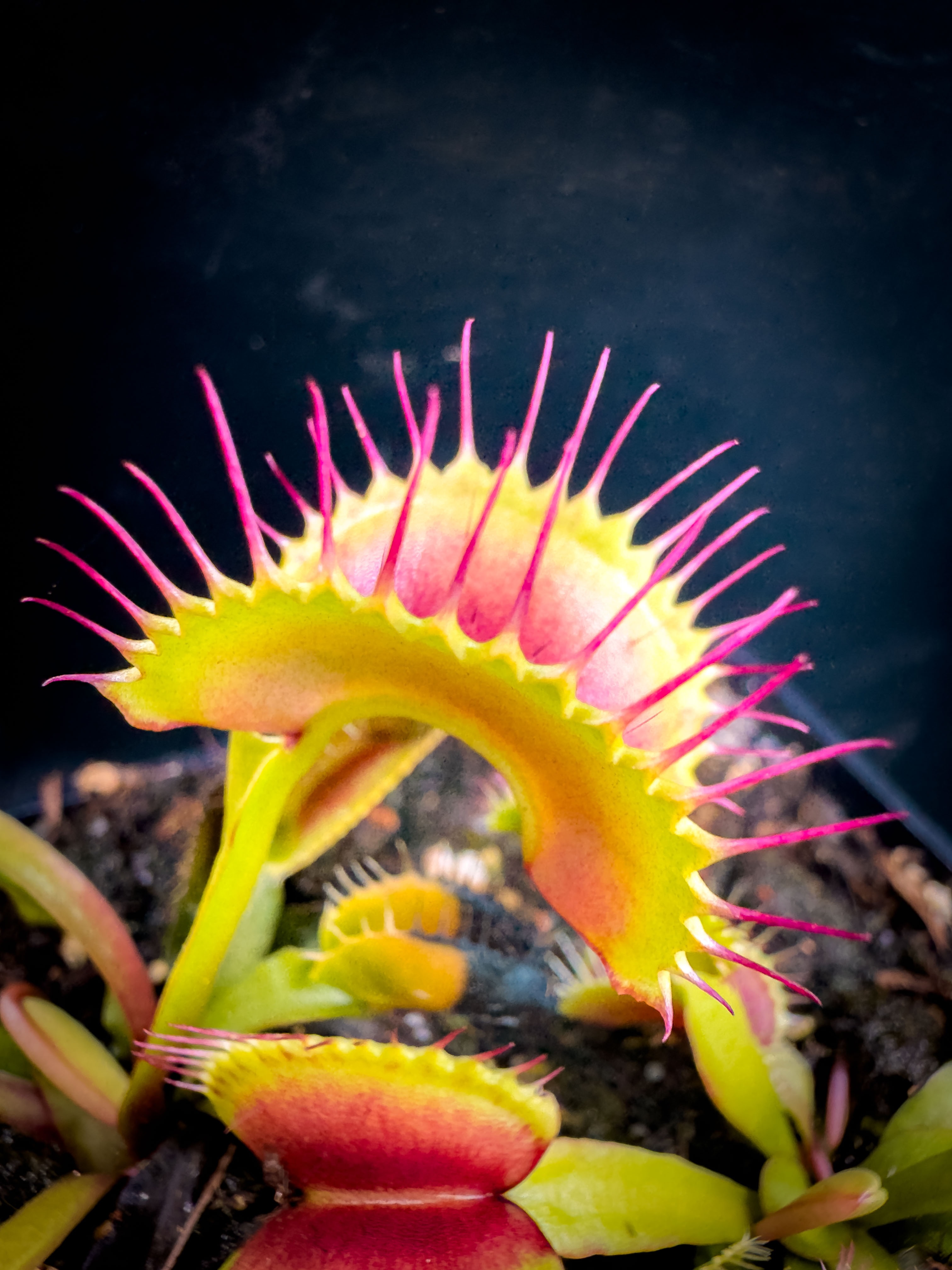Dionaea Muscipula Vertical Curved Traps | PetersFlytraps.com